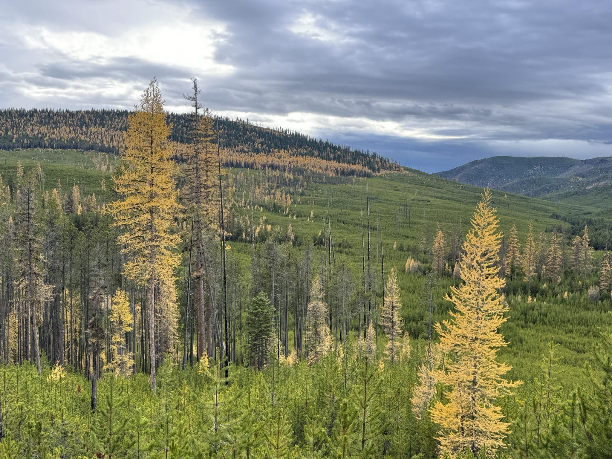 Forest Patrol - Union County Sheriff's Office